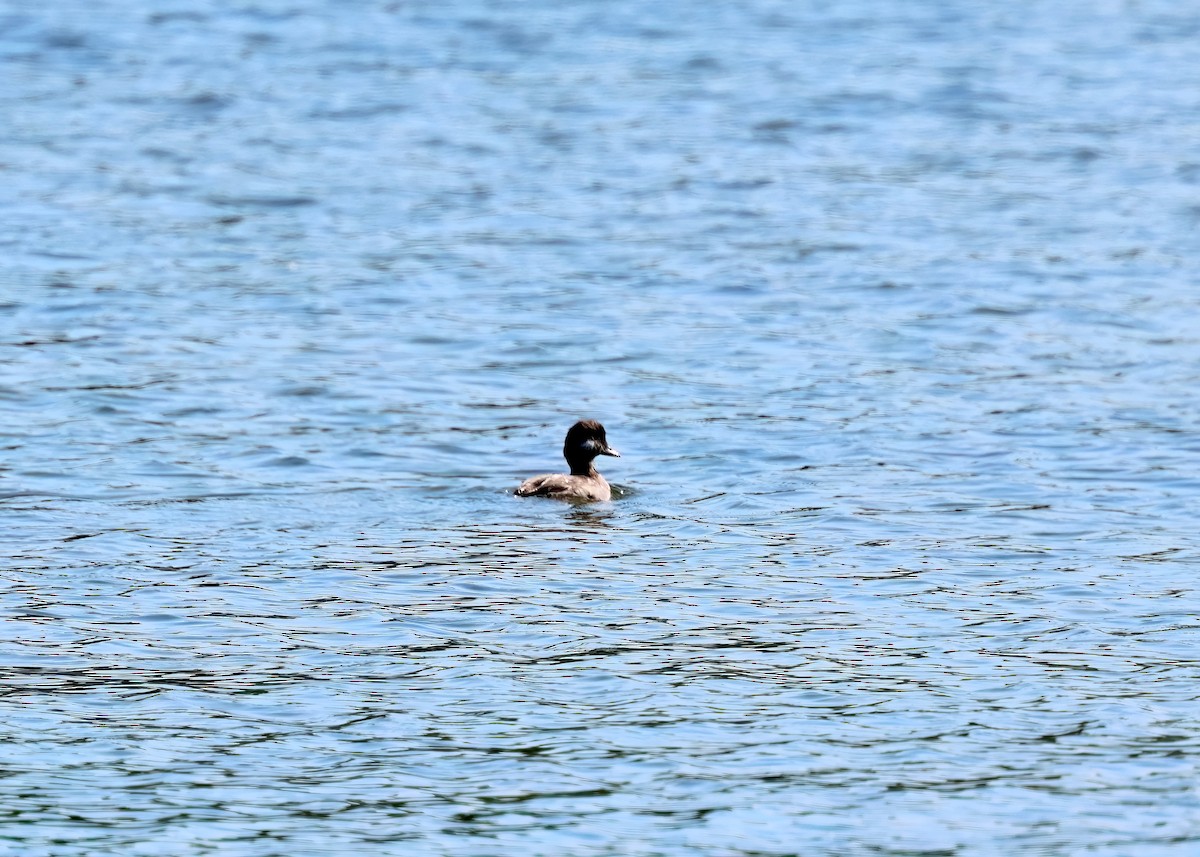 eBird Checklist - 20 Sep 2023 - Collingwood--Hen & Chicken Island ...