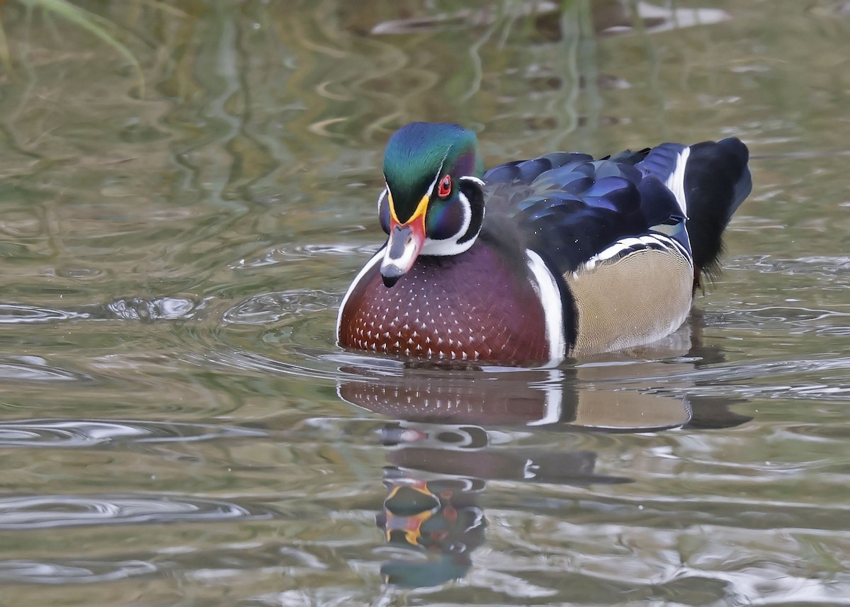 eBird Checklist - 19 Sep 2023 - Calgary--Inglewood Bird Sanctuary - 20 ...