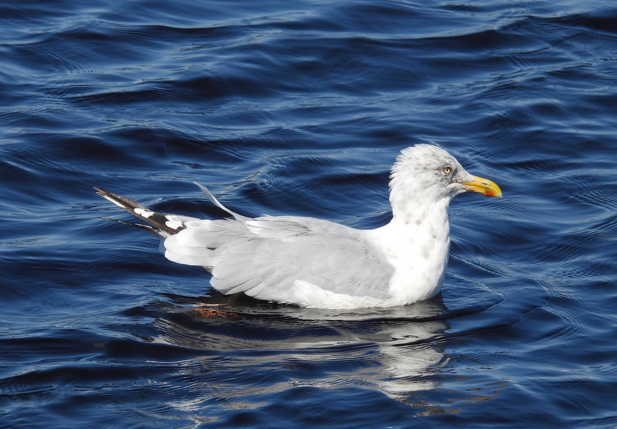 Mass Audubon eBird Checklist - 20 Sep 2023 - North River Wildlife ...