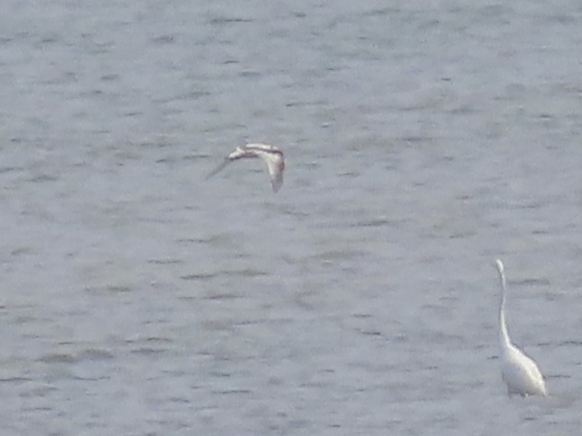 eBird Checklist - 20 Sep 2023 - Camden WMA - 16 species (+1 other taxa)