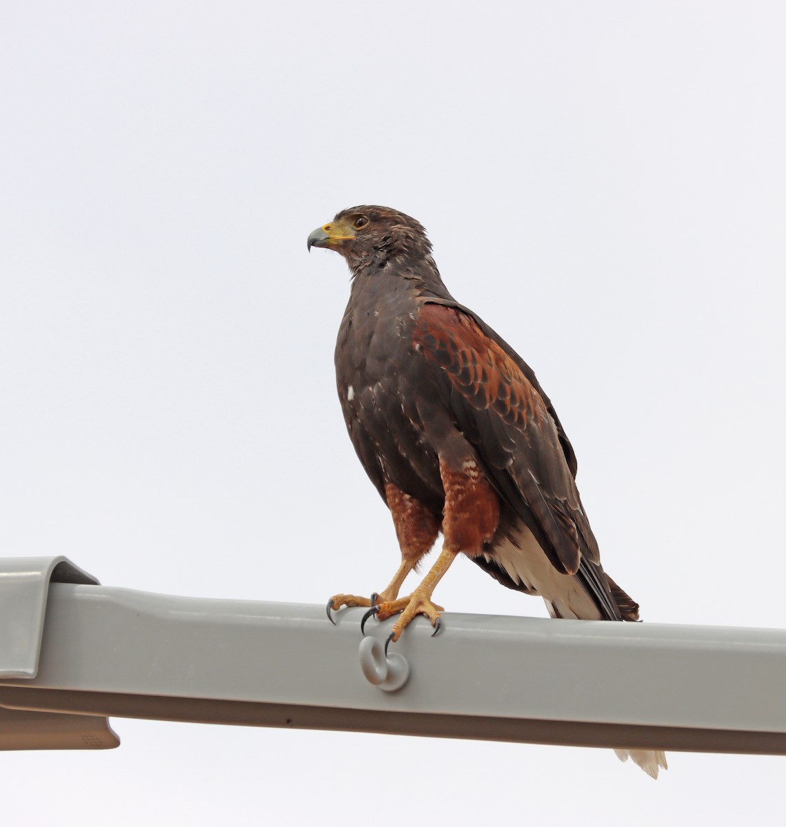 eBird Checklist - 20 Sep 2023 - Riggs and Price Rds. ponds - 27 species