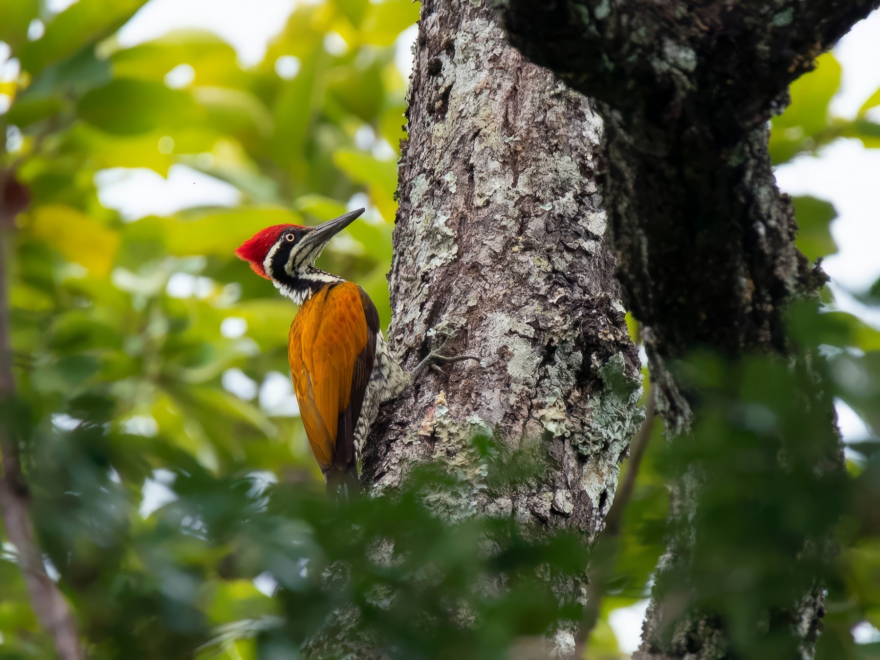 Greater Flameback - eBird