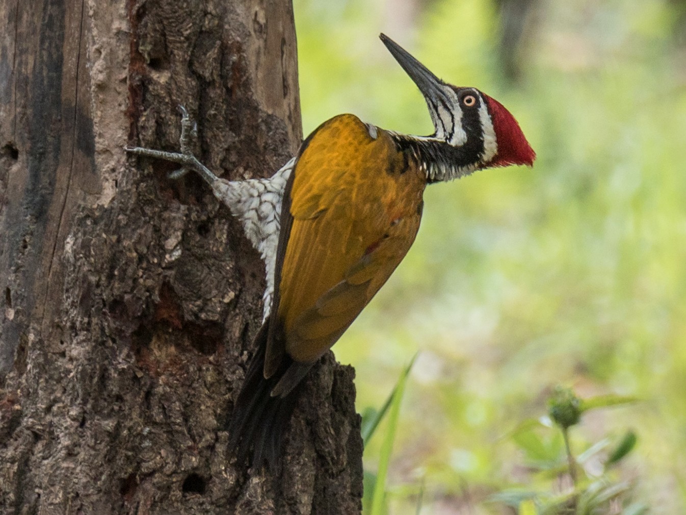 Greater Flameback - eBird