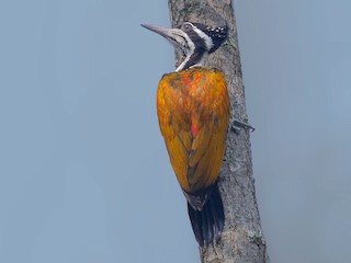 Greater Flameback - eBird