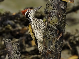 Greater Flameback - eBird