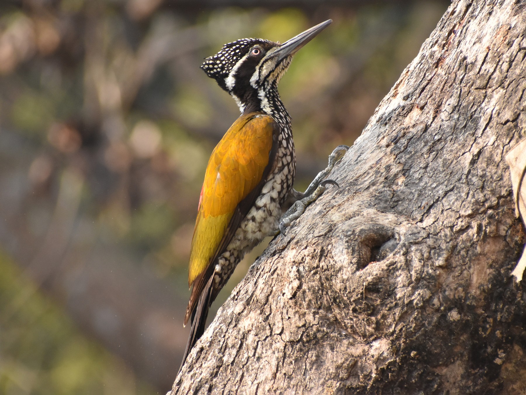 Greater Flameback - eBird