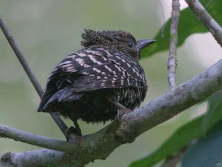 Zebra Woodpecker - eBird