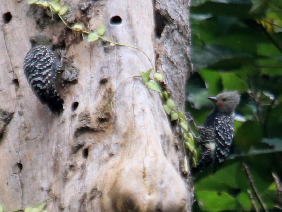 Zebra Woodpecker - eBird