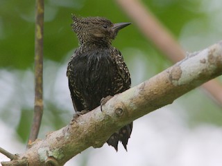 Zebra Woodpecker - eBird