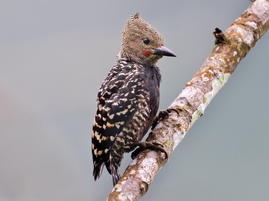 Zebra Woodpecker - eBird