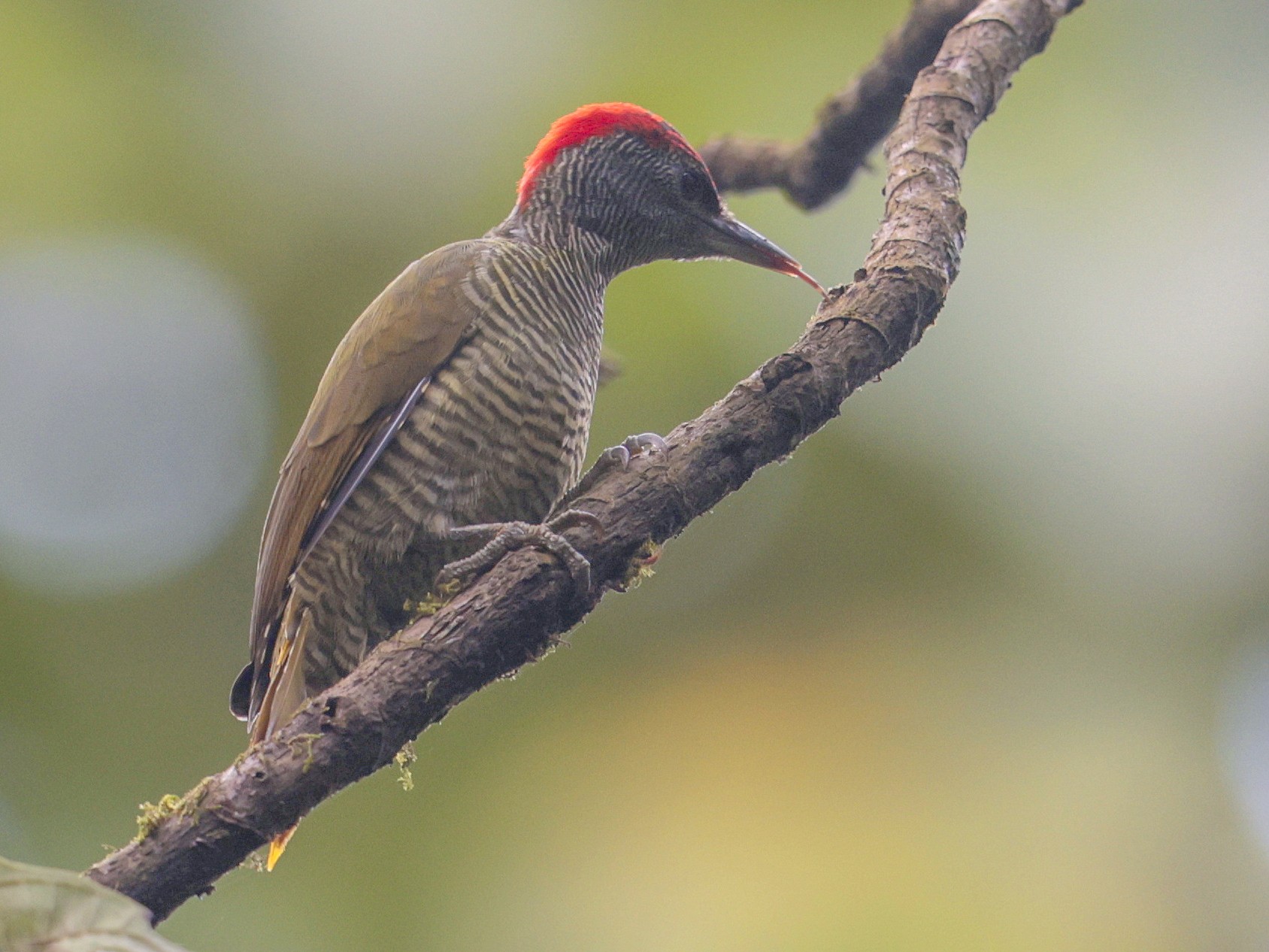 Fine-banded Woodpecker - eBird