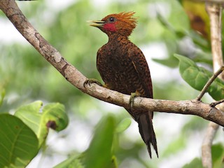 Waved Woodpecker - eBird