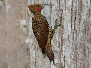 Waved Woodpecker - eBird