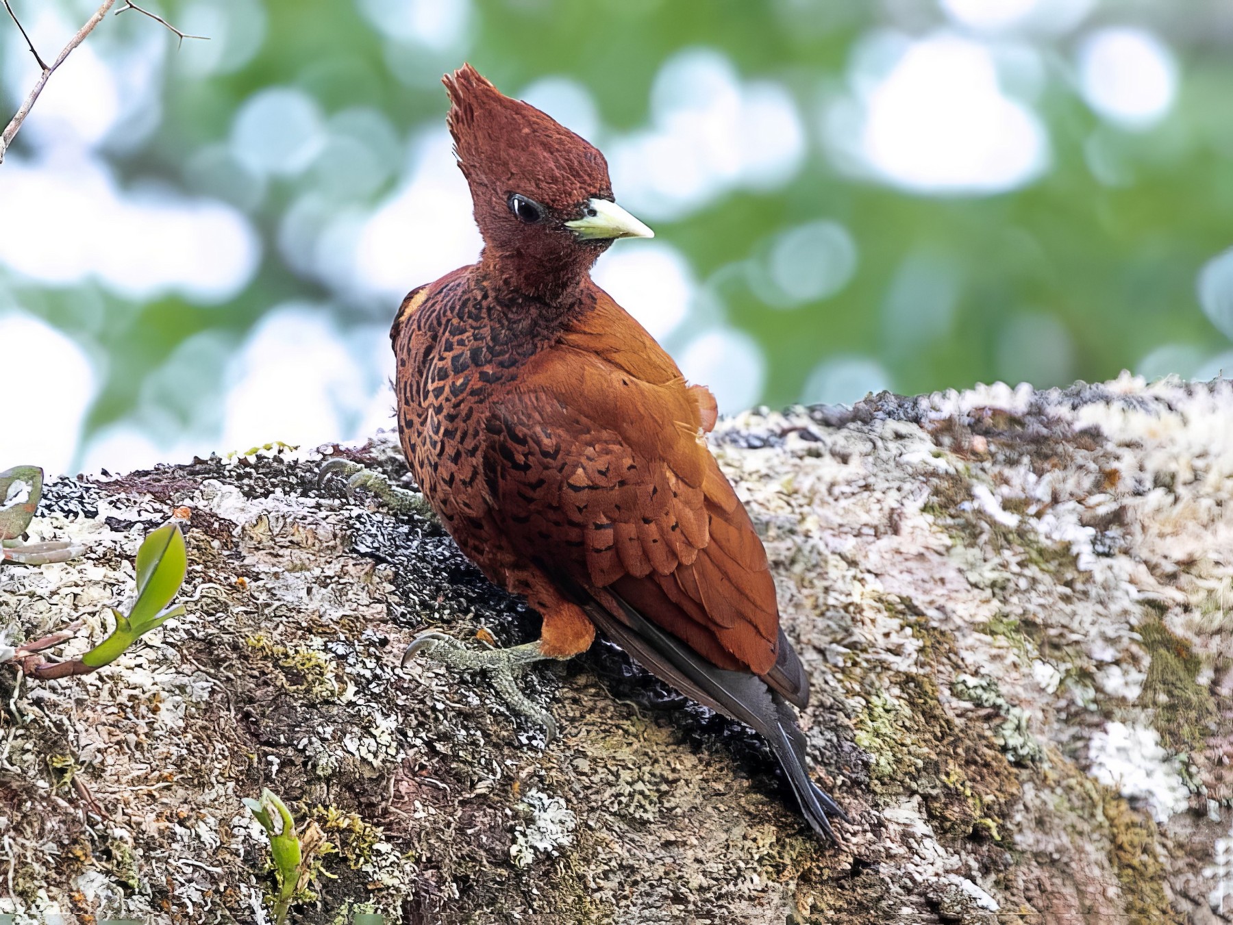 Waved Woodpecker - eBird