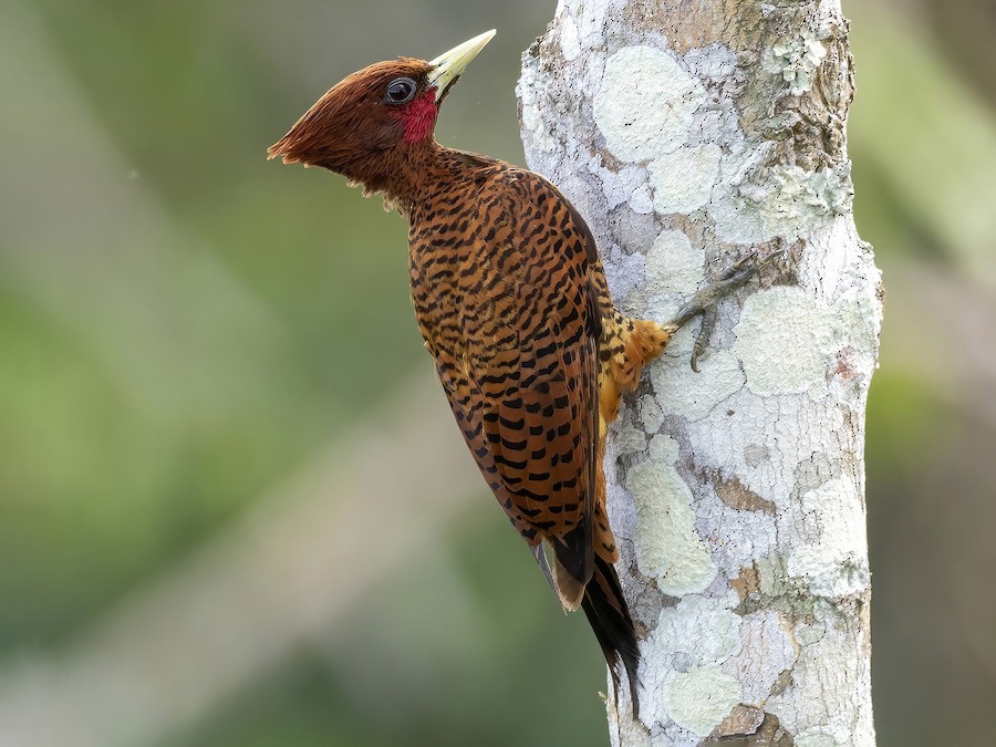 Waved Woodpecker - eBird