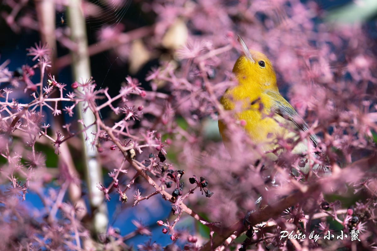 eBird Checklist - 21 Sep 2023 - Frank Melville Memorial Park and Mill ...