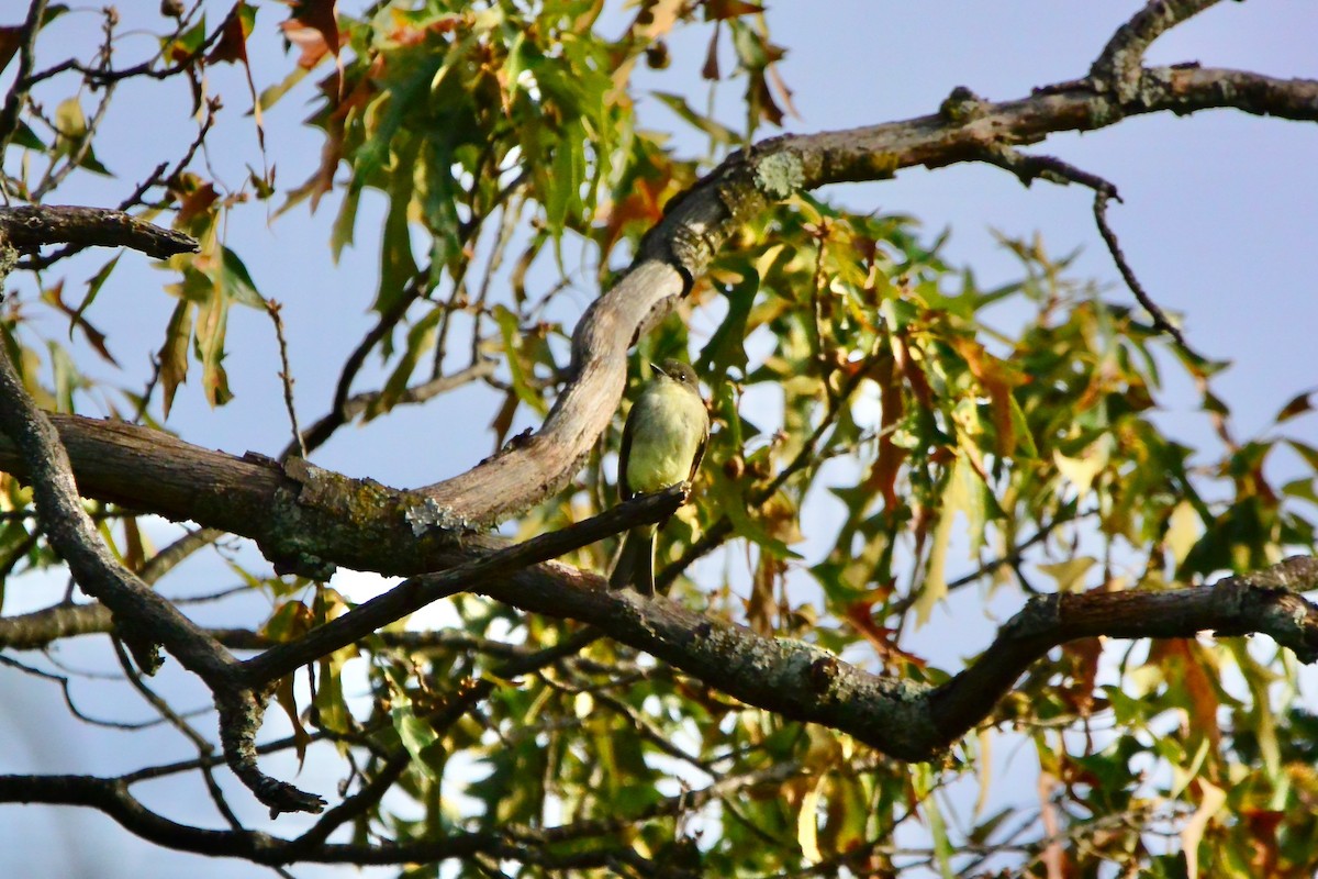 eBird Checklist - 21 Sep 2023 - Providence RECenter - 26 species