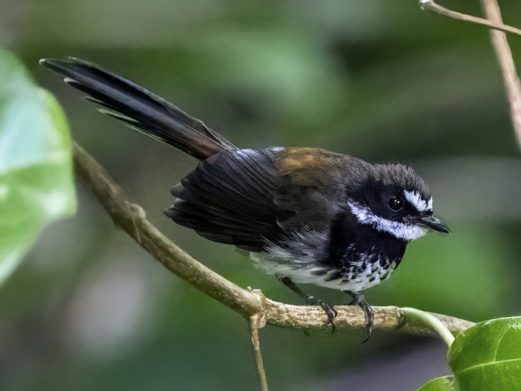 Supertramp Fantail - eBird