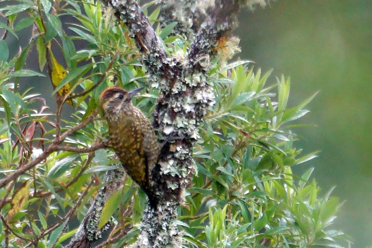 eBird Checklist - 14 May 2023 - Mirante Home Green - 9 species