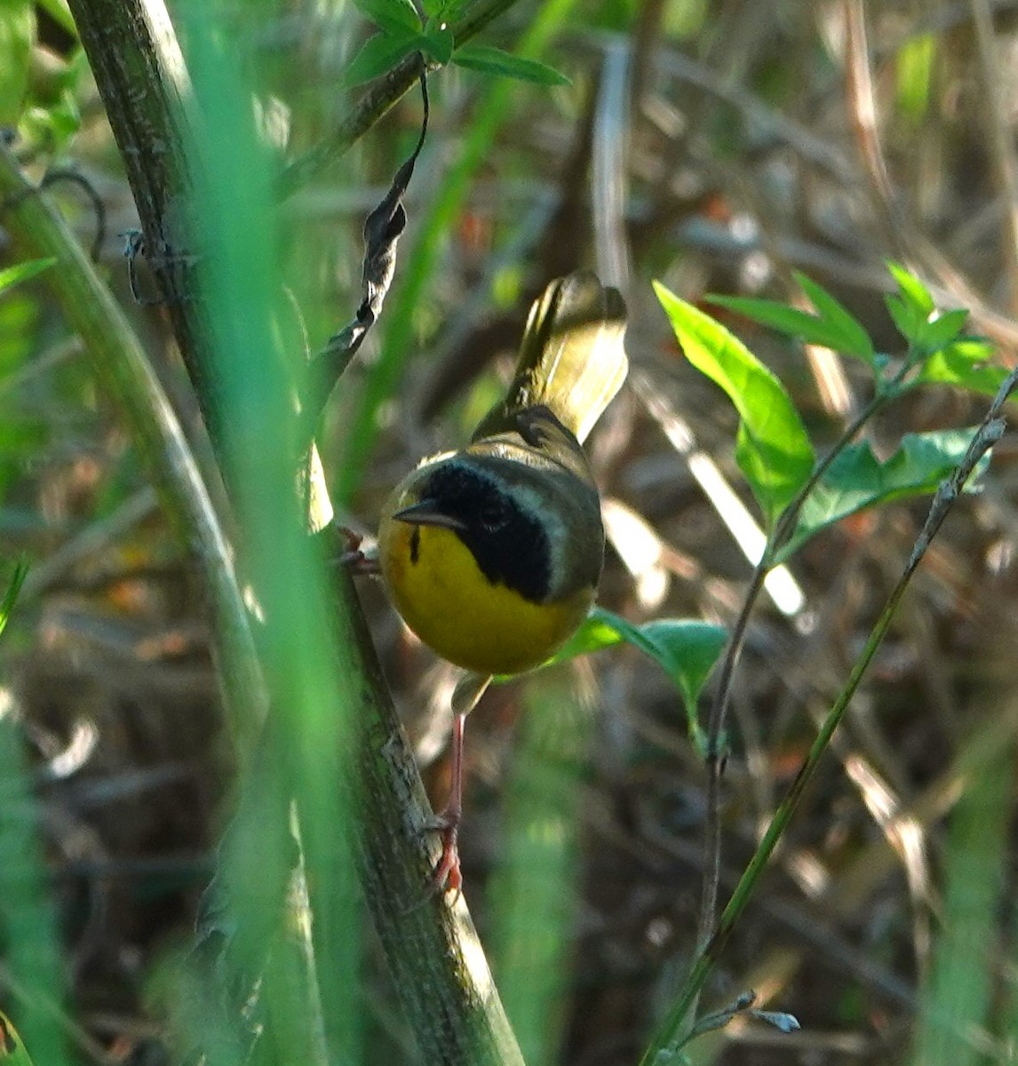 eBird Checklist - 21 Sep 2023 - Exploration Green--Phase 3 (N. of El ...