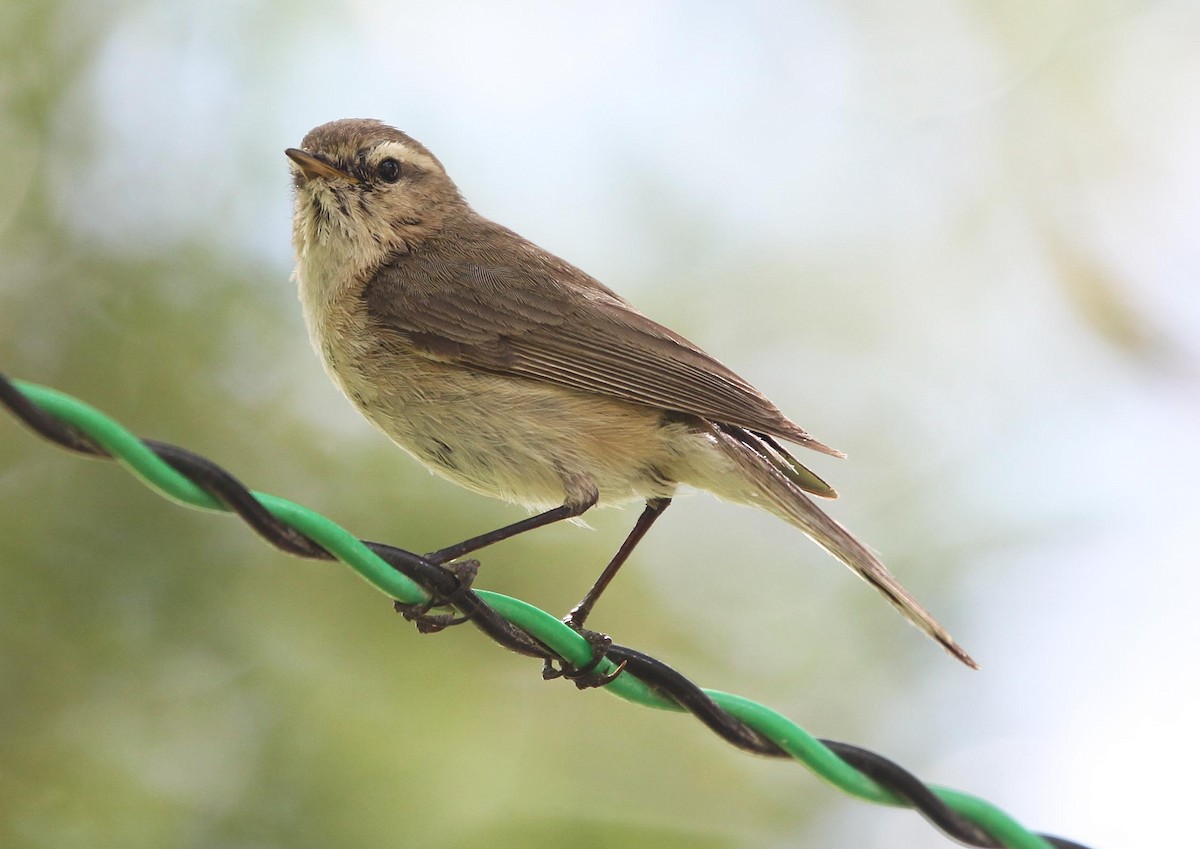 Mountain Chiffchaff (Kashmir) - eBird