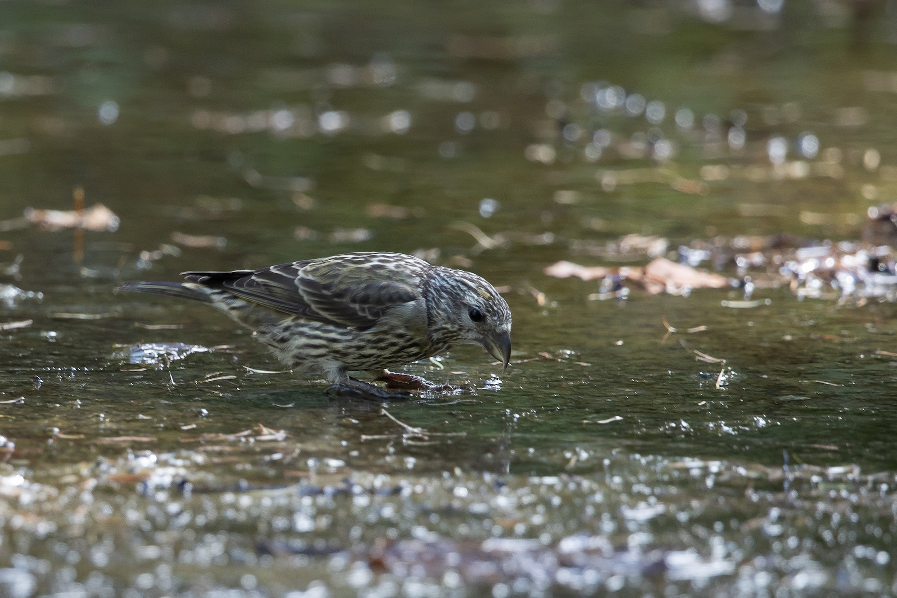 Red Crossbill (Japanese) - eBird
