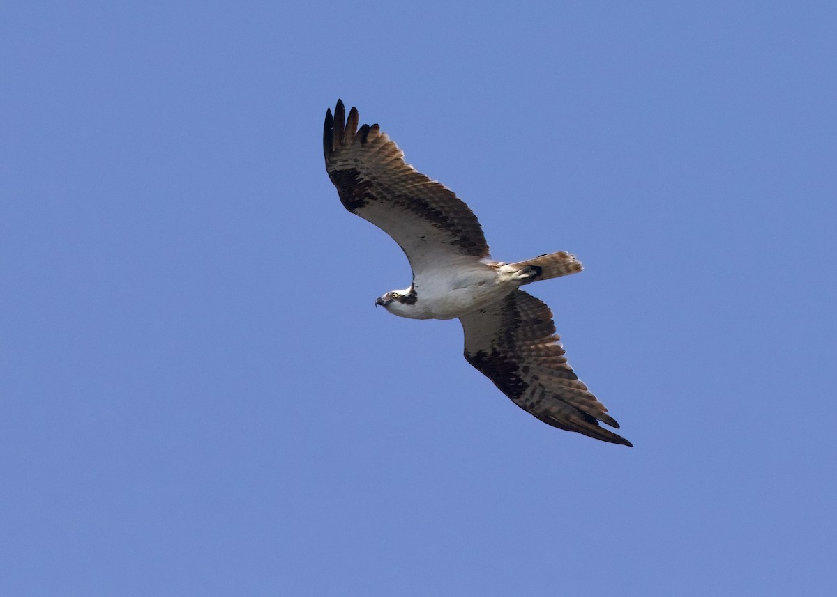 eBird Checklist - 21 Sep 2023 - Presidio--Battery Godfrey - 57 species ...
