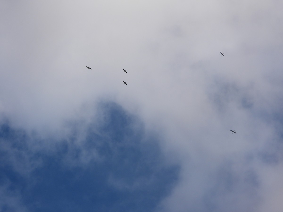 eBird Checklist - 21 Sep 2023 - Loxahatchee NWR - 22 species (+1 other ...