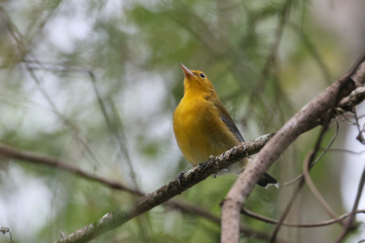 eBird Checklist - 21 Sep 2023 - Loxahatchee NWR - 22 species