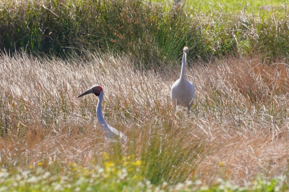 eBird Checklist - 20 Sep 2023 - Rainbow Reach - 2 species