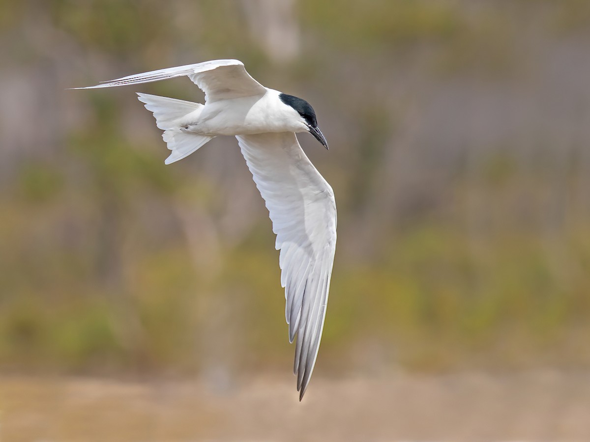 Australian Tern - Gelochelidon macrotarsa - Birds of the World