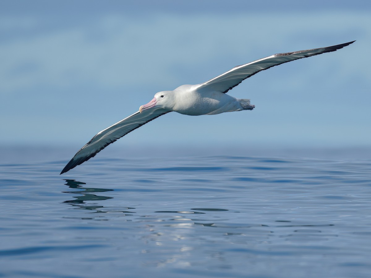 Southern Royal Albatross - Diomedea epomophora - Birds of the World