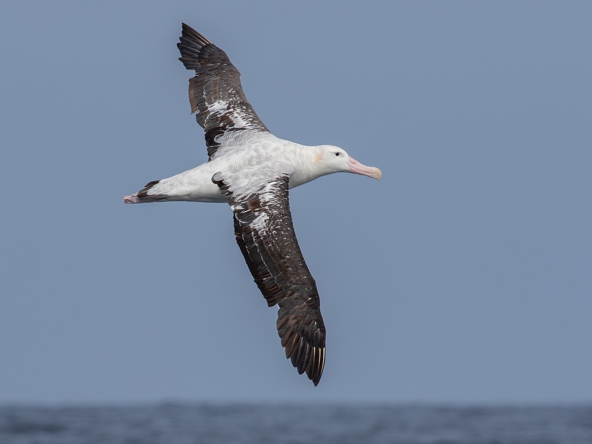 Snowy Albatross - Diomedea exulans - Birds of the World