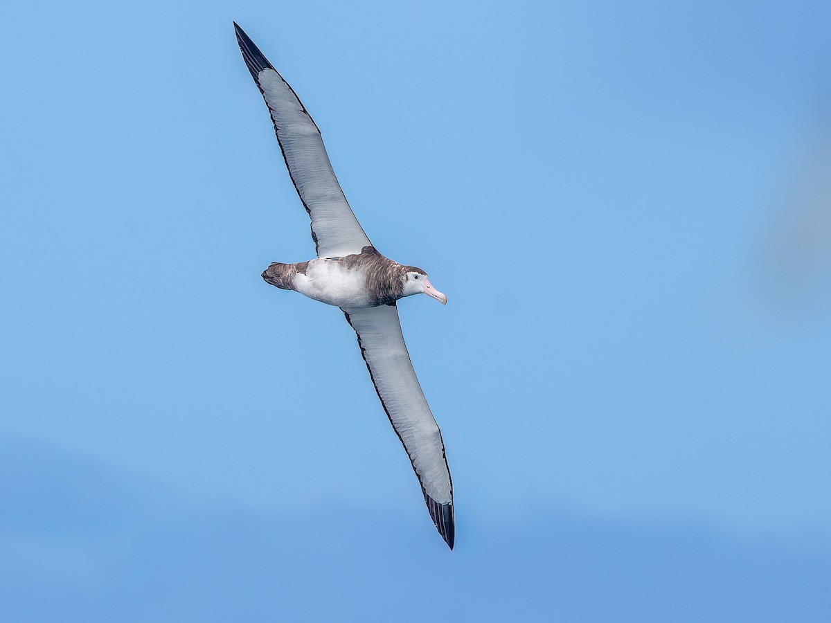 Antipodean Albatross - Diomedea antipodensis - Birds of the World