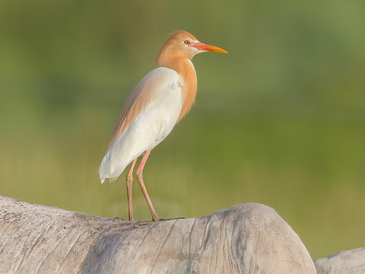Eastern Cattle-Egret - Ardea coromanda - Birds of the World