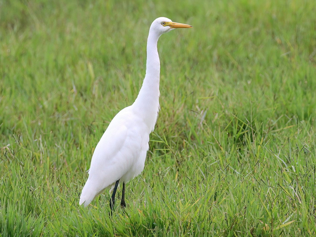 Plumed Egret - Ardea plumifera - Birds of the World