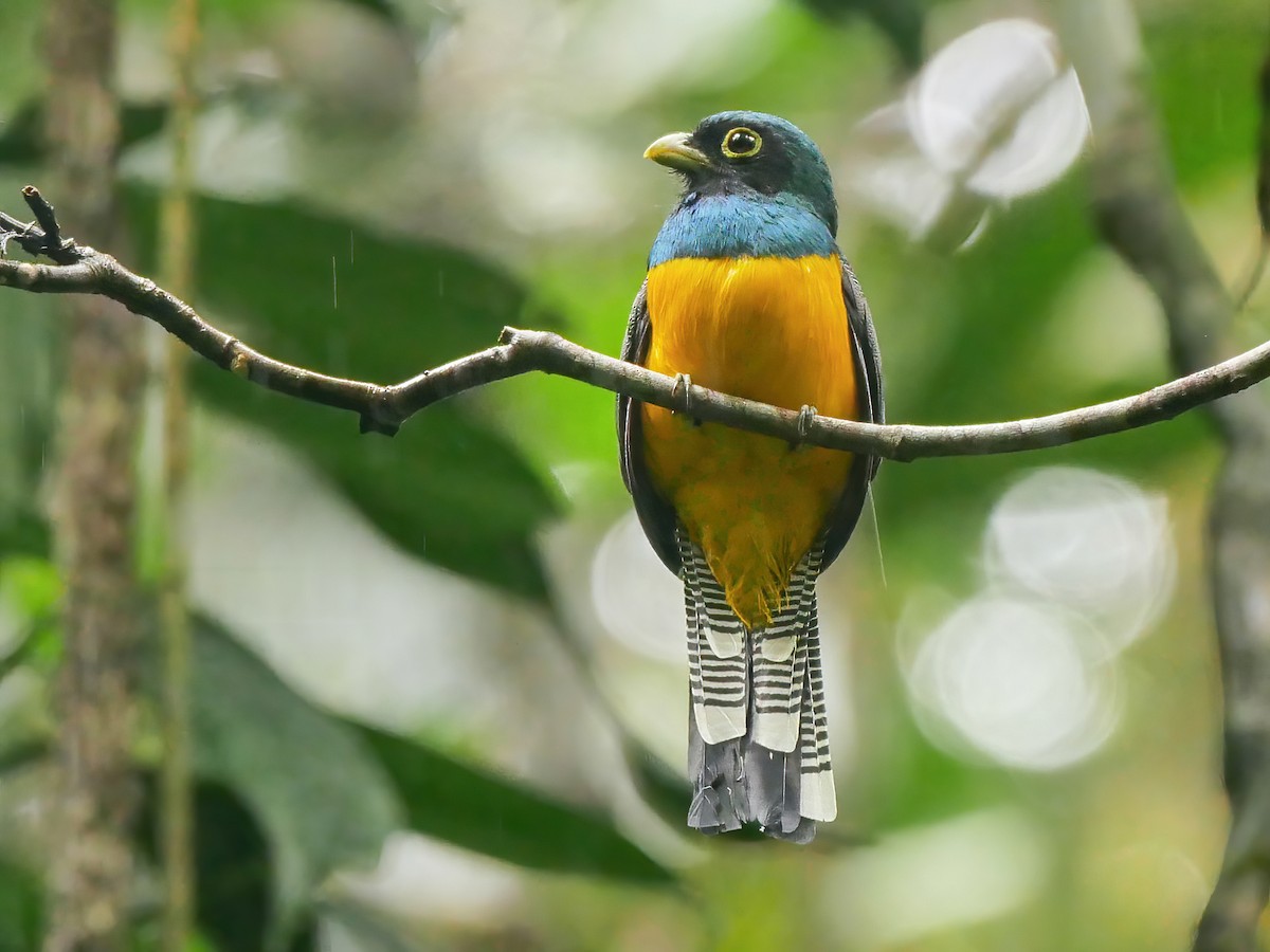 Choco Black-throated Trogon - Trogon cupreicauda - Birds of the World