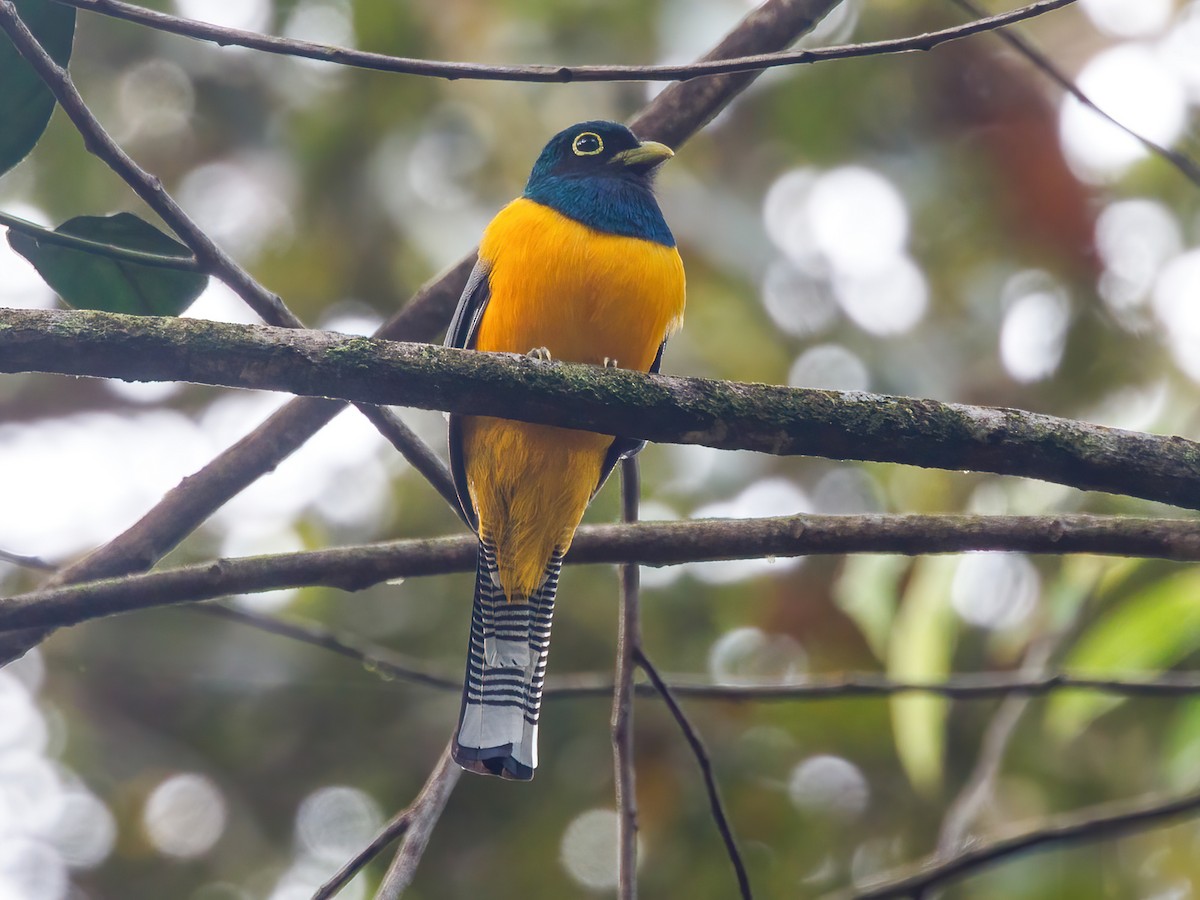 Amazonian Black-throated Trogon - Trogon rufus - Birds of the World