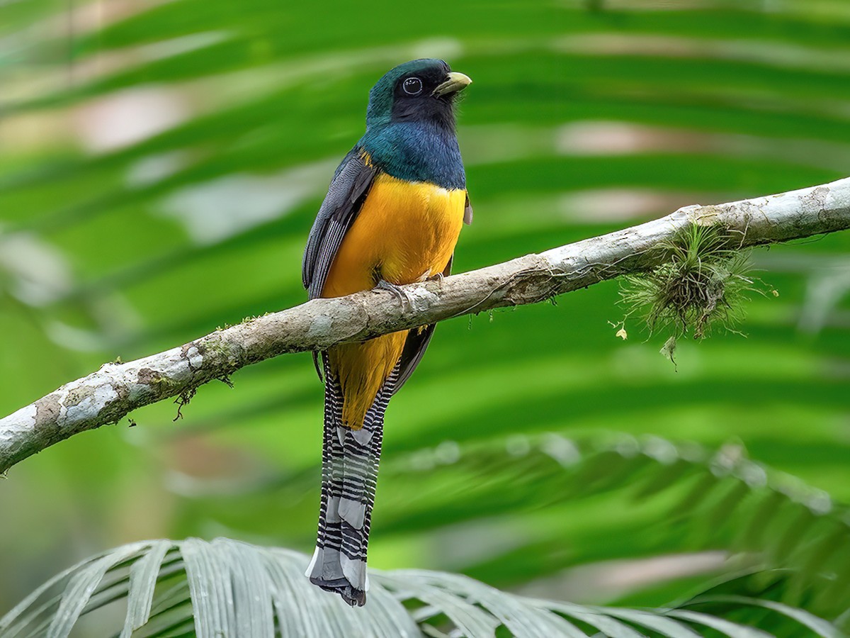 Atlantic Black-throated Trogon - Trogon chrysochloros - Birds of the World