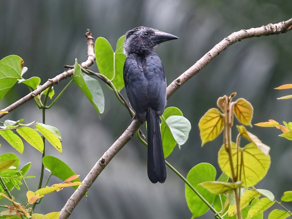 Western Dwarf Hornbill - Horizocerus hartlaubi - Birds of the World