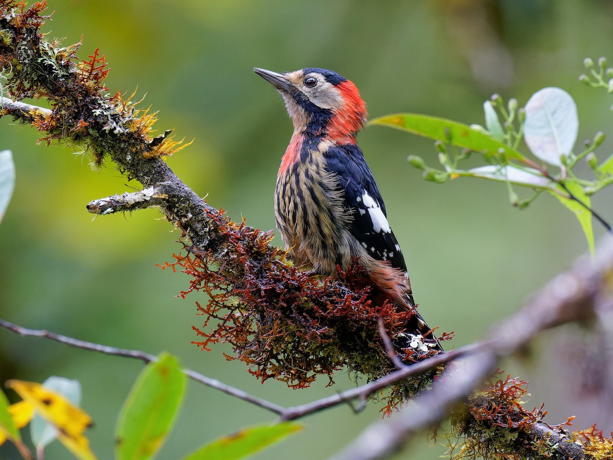 Crimson-naped Woodpecker - Dryobates cathpharius - Birds of the World