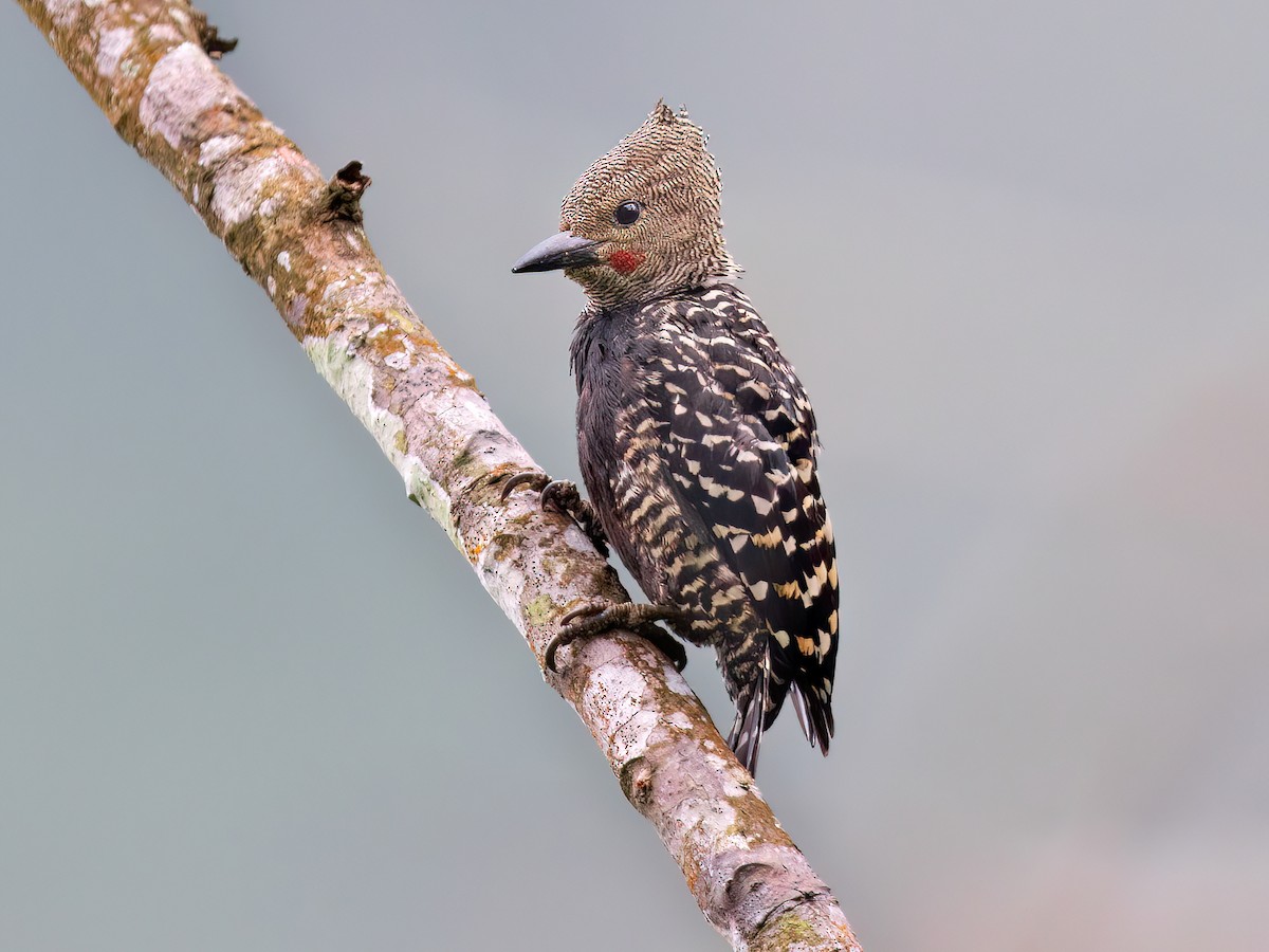 Zebra Woodpecker - Meiglyptes tristis - Birds of the World