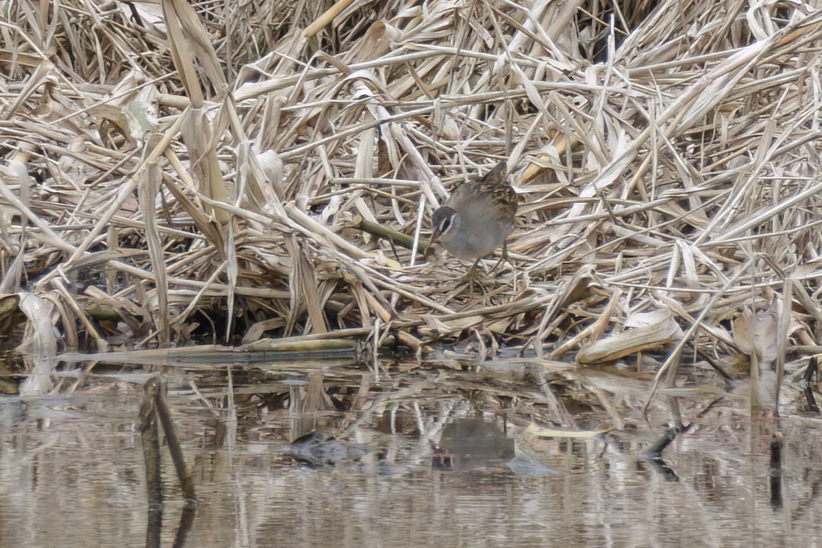 eBird Checklist - 28 Aug 2023 - McDougall Road, Julatten - Lagoon 2 ...