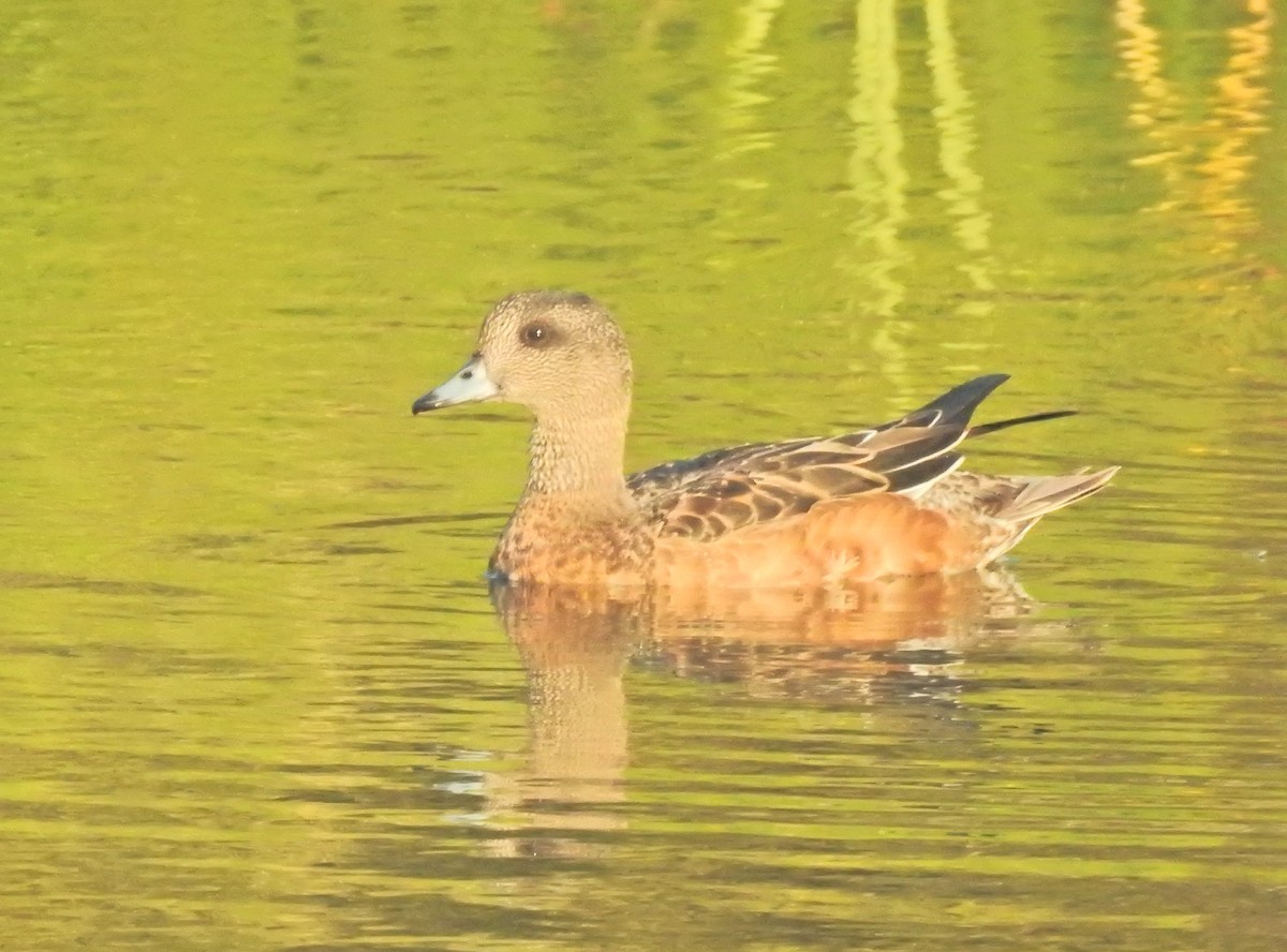 eBird Checklist - 20 Sep 2023 - Moose Factory - 22 species