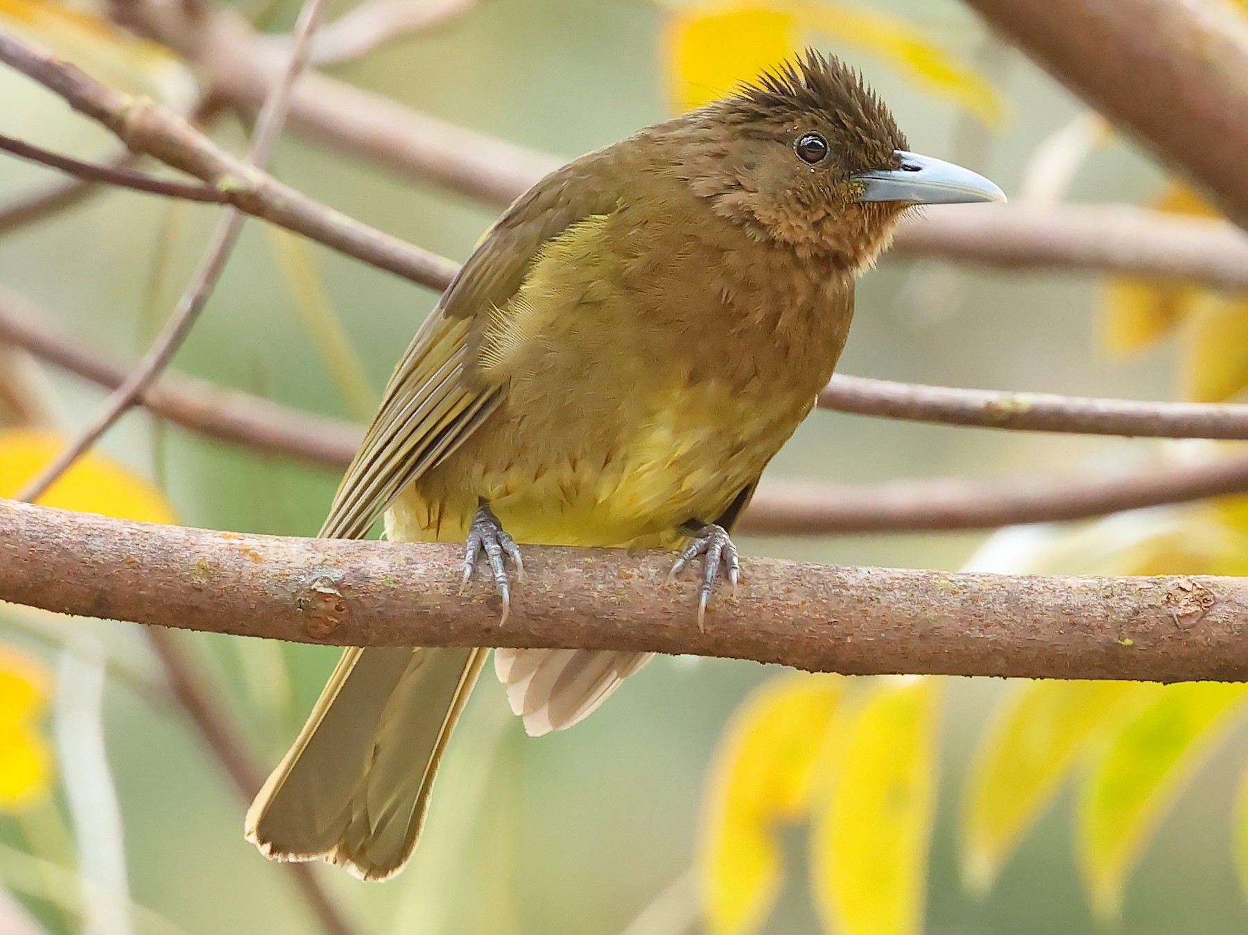 Camiguin Bulbul - eBird