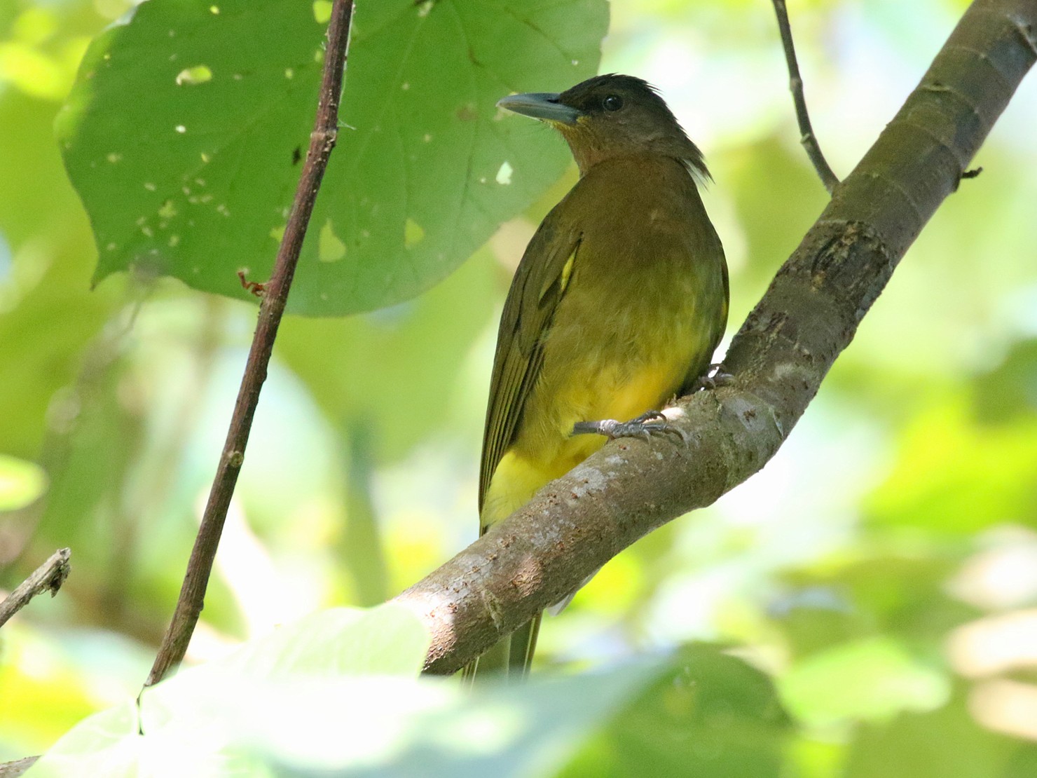 Camiguin Bulbul - eBird