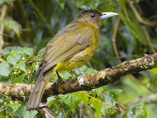Camiguin Bulbul - eBird