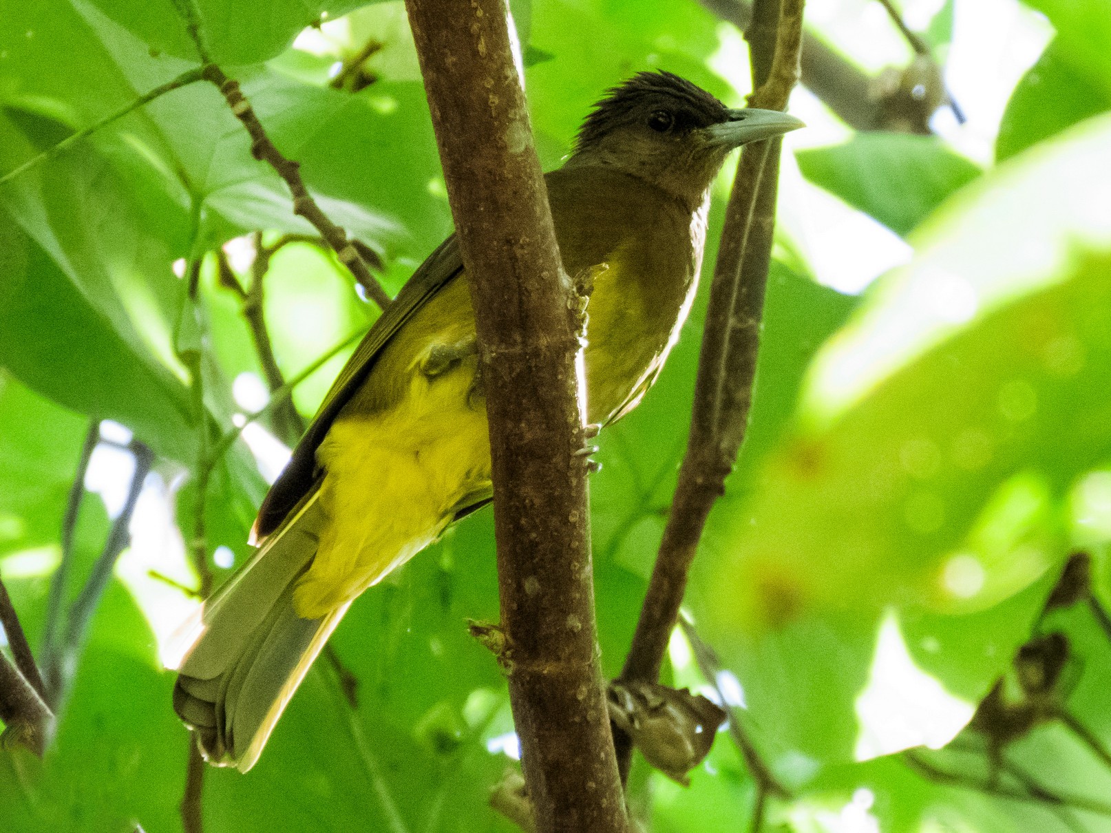 Camiguin Bulbul - eBird