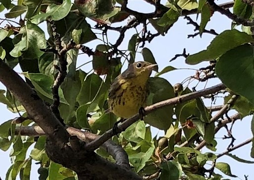 eBird Checklist - 22 Sep 2023 - 200 Madison St, Detroit US-MI 42.33691 ...