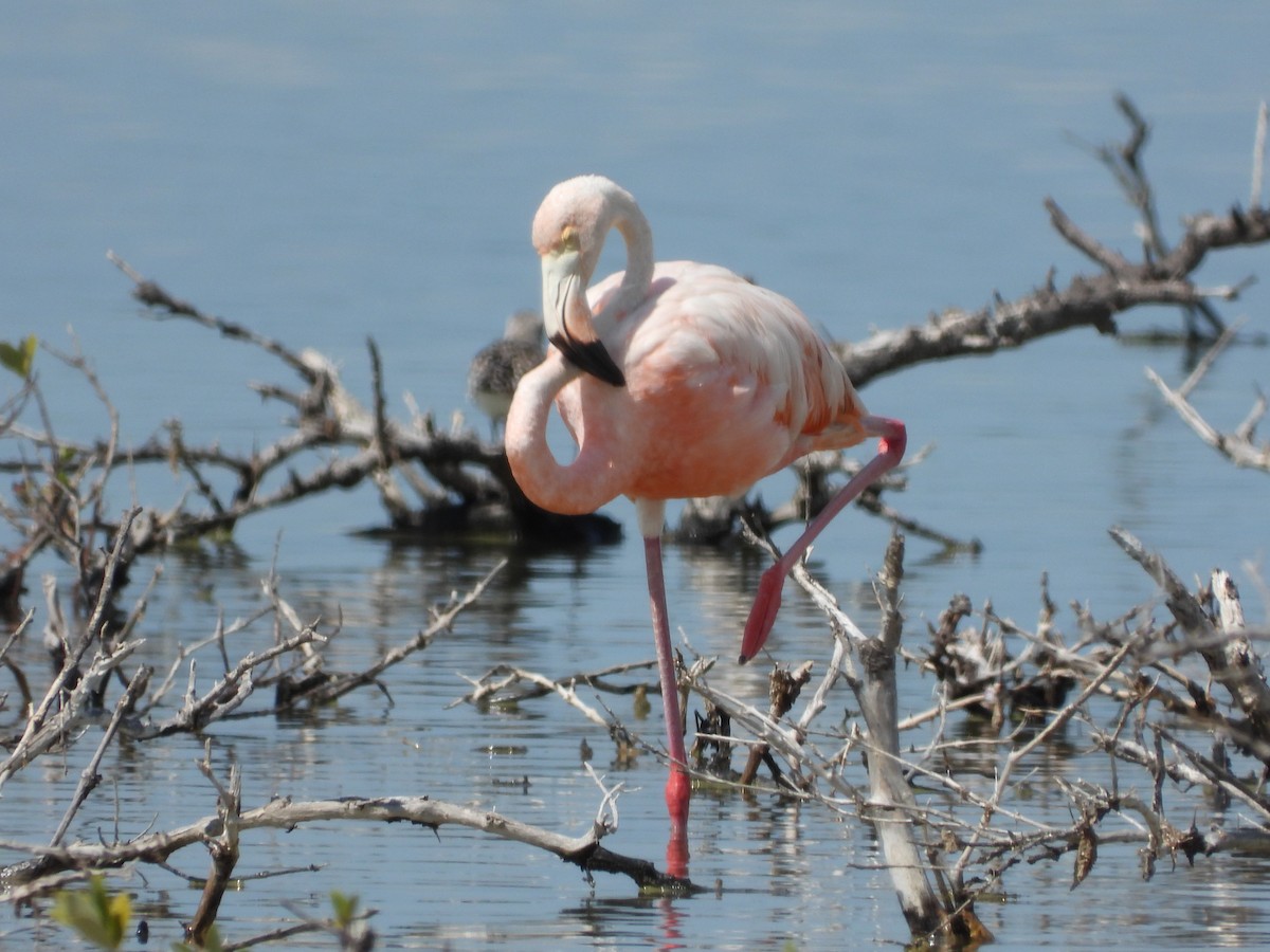 eBird Checklist - 19 Sep 2023 - National Key Deer Refuge, Ramrod Key US ...